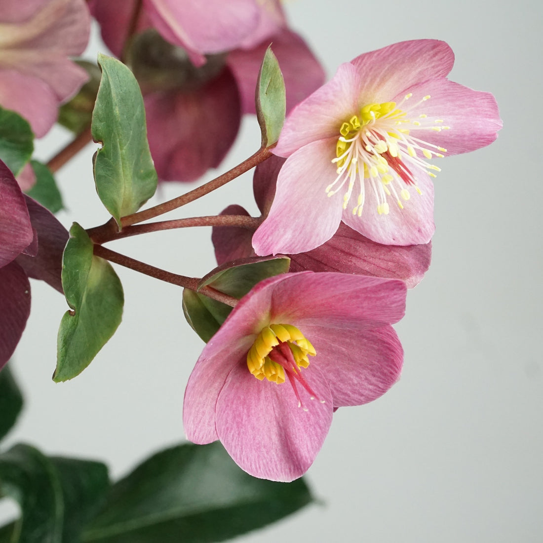 Crushes Flowers | Online Florist | Same Day Delivery!